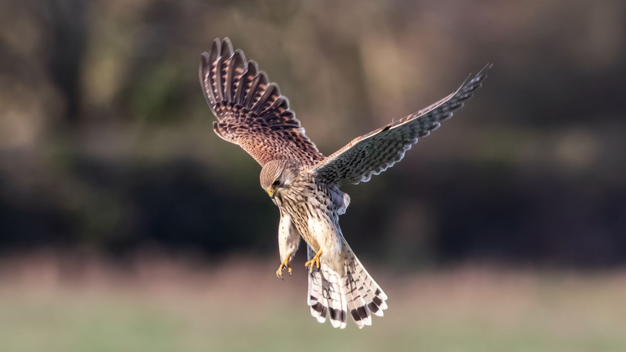 Berlin erleben: Greifvögel im Fokus – Eine faszinierende Reise in die ...